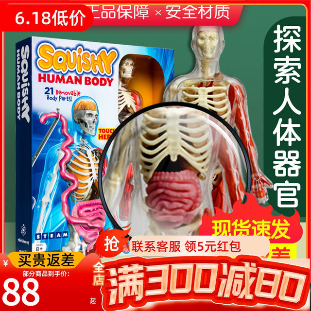 American smartlab human organ model science STEM educational children's ...