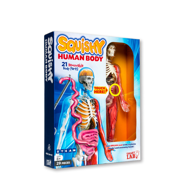 American smartlab human organ model science STEM educational children's ...