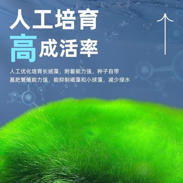 yeelanshou velvet algae short velvet algae spores green algae fish tank ...