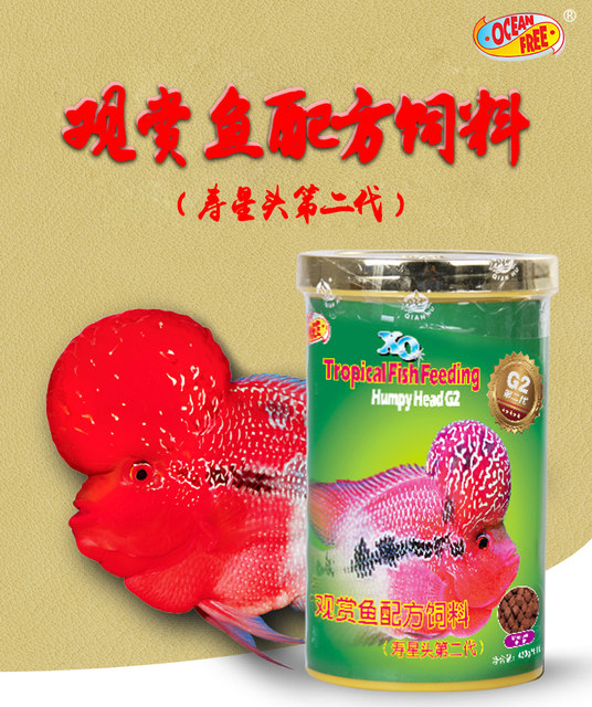 Qian Hu Ao Shen Longevity Star Head Red Ruishen Arhat Fish Feed ...