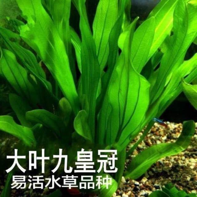 Special offer aquatic green nine-crown fish tank aquarium fish tank ...