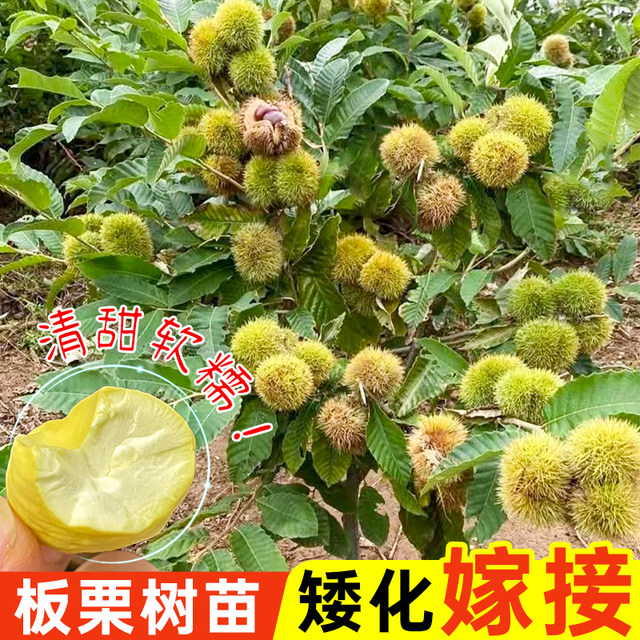Grafted chestnut saplings authentic Dahongpao chestnut saplings ...