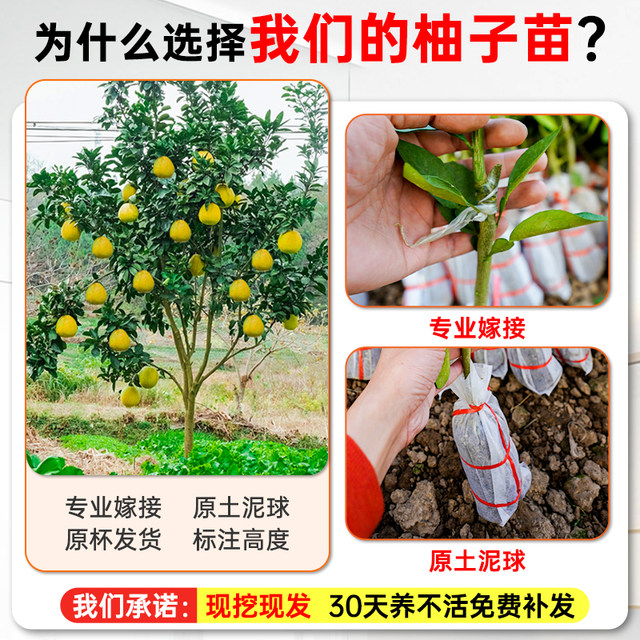Shatian pomelo saplings grafted that year results extra large courtyard ...
