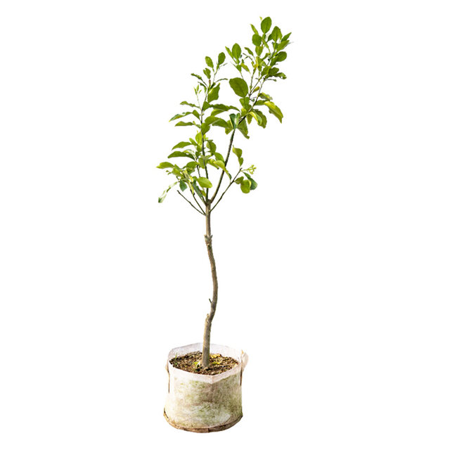 Shatian pomelo saplings grafted that year results extra large courtyard ...