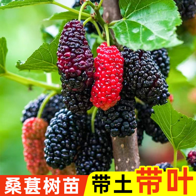 Mulberry saplings are grafted four seasons of mulberry tree seedlings ...