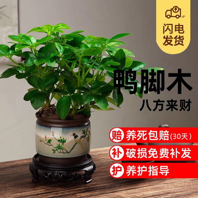 Bayang Lai Cai Duck Foot Wood Potted Four Seasons Changqing Room ...