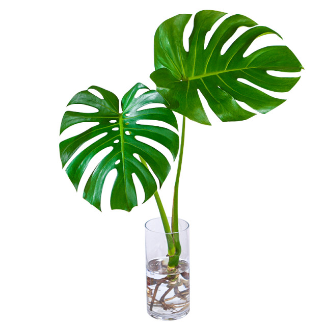 Hydroponic plant monstera potted plant old pile to purify the air ...