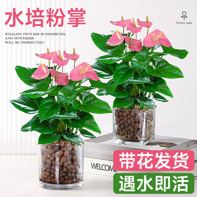 Hydroponic plant pink palm potted plant with flowers anthurium white ...