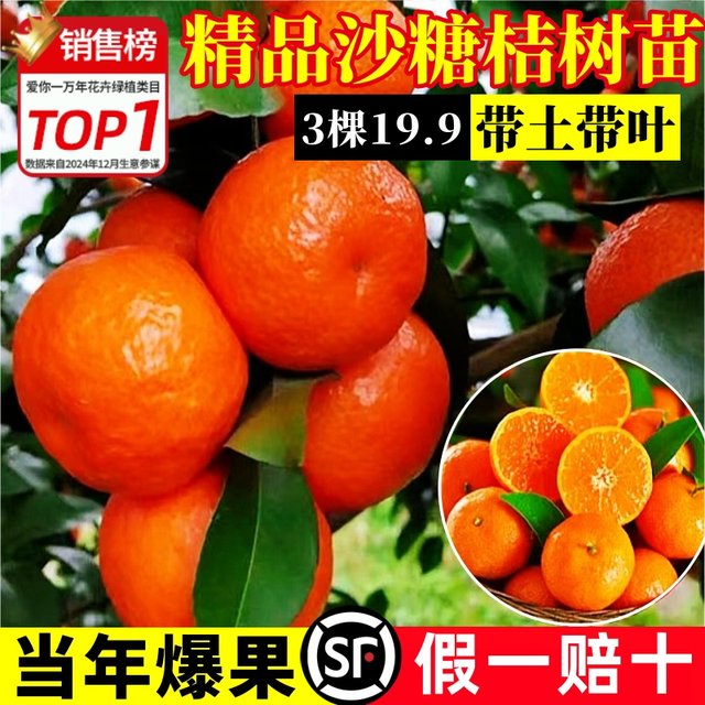 Sugar orange saplings with fruit potted authentic Guangxi sugar orange ...