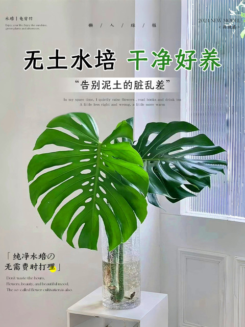 Turtle Bamboo Hydroponic Plants In the room, good green planting old ...