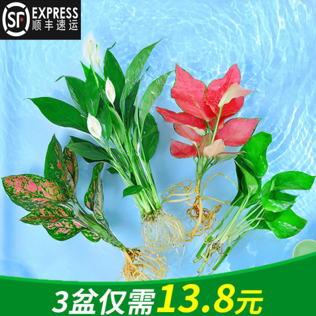 Hydroponic plant Geely red indoor flower potted green plant Jiuli ...