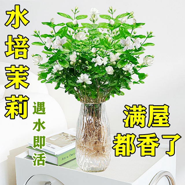 Jasmine hydroponic plant potted office desktop is good for lazy people ...