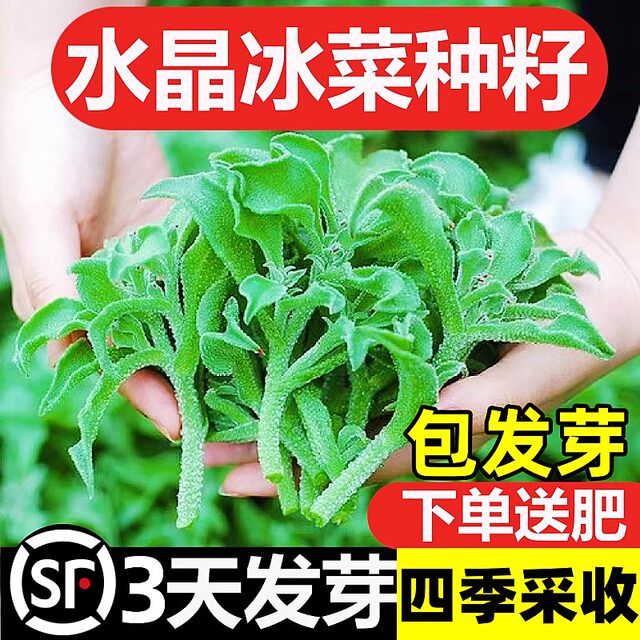 Crystal Ice Vegetable Seeds Balcony Vegetable Seeds Daquan Four Seasons ...