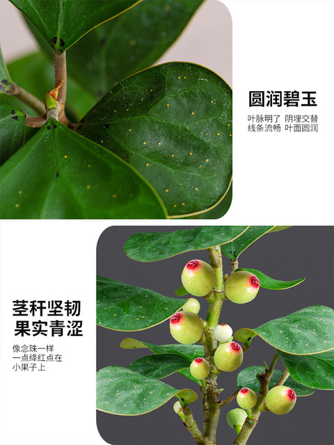 Small Bodhi Tree Potted Plant with Fruit, Indoor Living Room Green ...