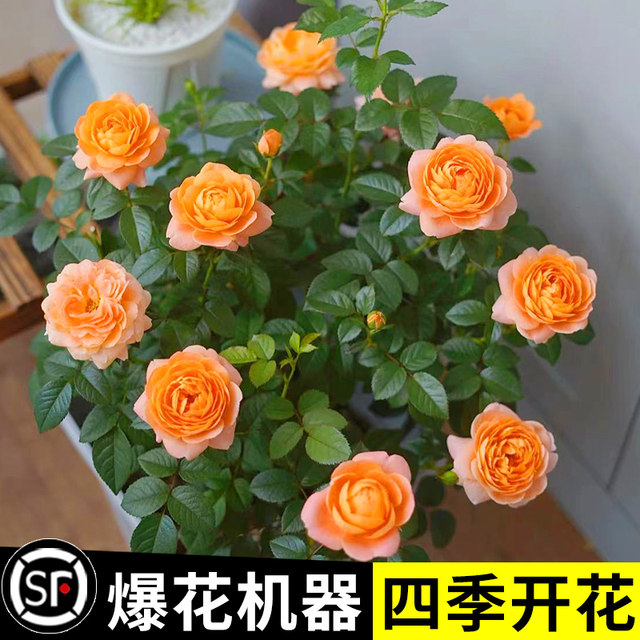 Juice balcony rose potted four-season blooming flower rose with buds ...