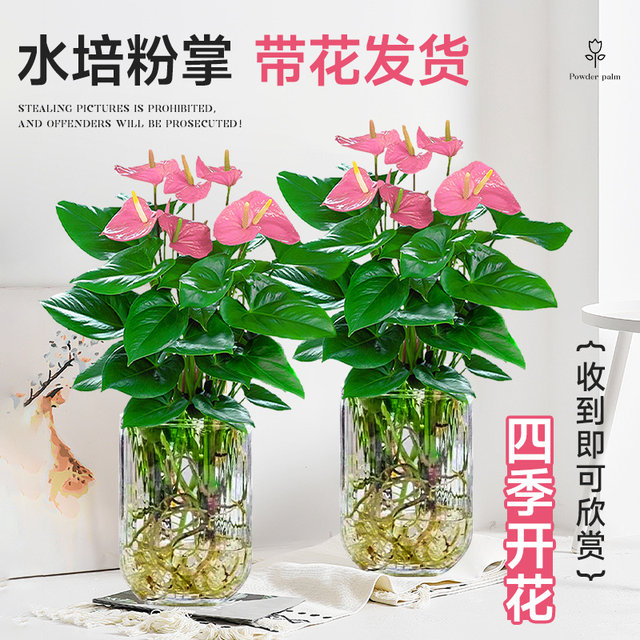 Pink palm potted hydroponic plants are easy to grow indoors, green ...