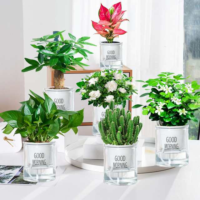 Hydroponic plant green radish rich tree succulent flowers green plants ...