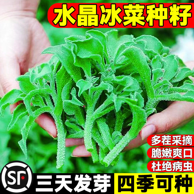 Crystal Ice Vegetable Seeds Pot Planting Vegetable Seeds Daquan Four ...