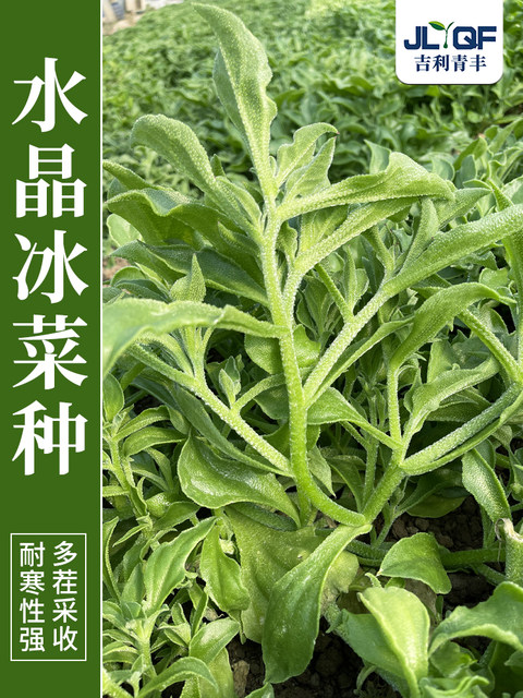 Crystal ice vegetable seeds balcony potted vegetable seeds Daquan four ...