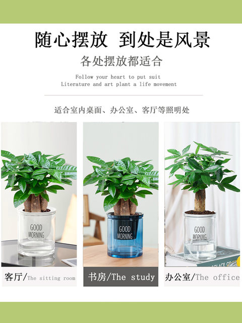 Money tree small potted office green radish basket hydroponic green ...