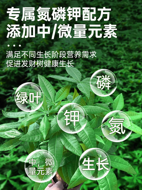 Money tree nutrient solution fertilizer, special fertilizer to treat ...