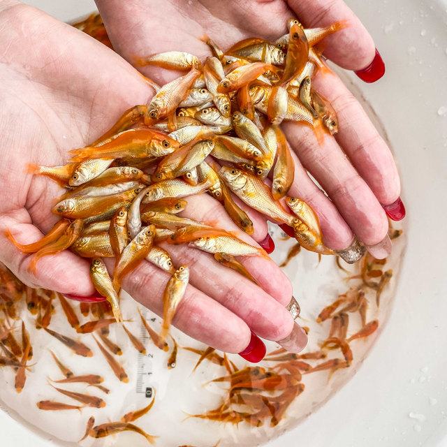Red carp fry can watch red carp, red carp seedlings, ornamental lotus ...