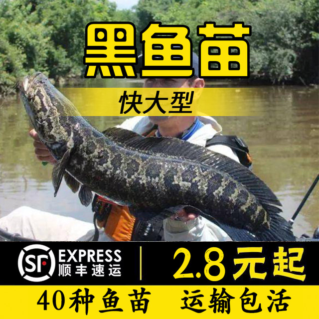 Black fish fry living freshwater small fish fry breeding black fish fry ...