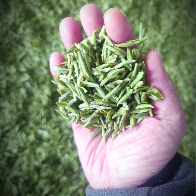 Yongchuan Xiuya 2024 New Tea Green Tea Special Grade Mingqian Tea ...