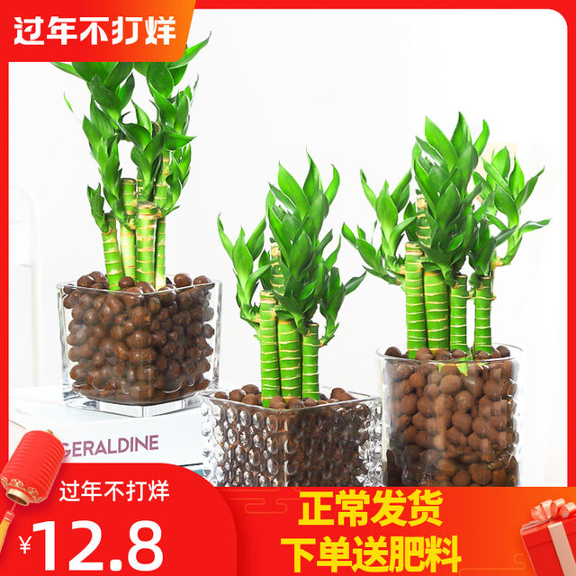 Lotus bamboo Guanyin bamboo hydroponic plant potted green flowers ...
