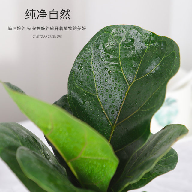 Nordic style ins piano leaf fig small potted indoor shade-tolerant ...