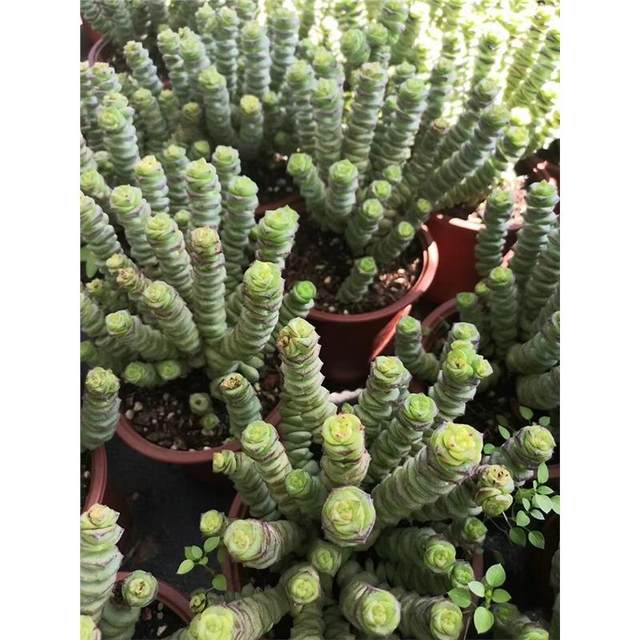 Colorful money string succulent large pot succulent plant money string ...