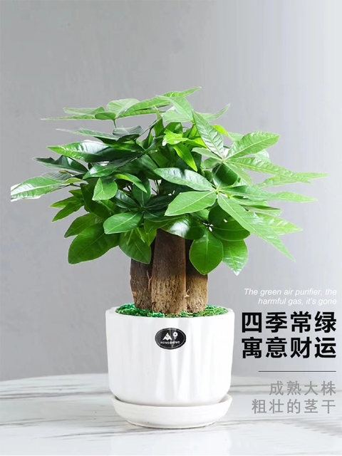 Money tree indoor small potted green plants flowers hydroponic plants ...