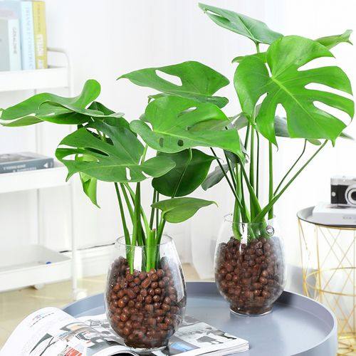 Foliage plants Monstera deliciosa hydroponics aquatic aquaponics indoor ...