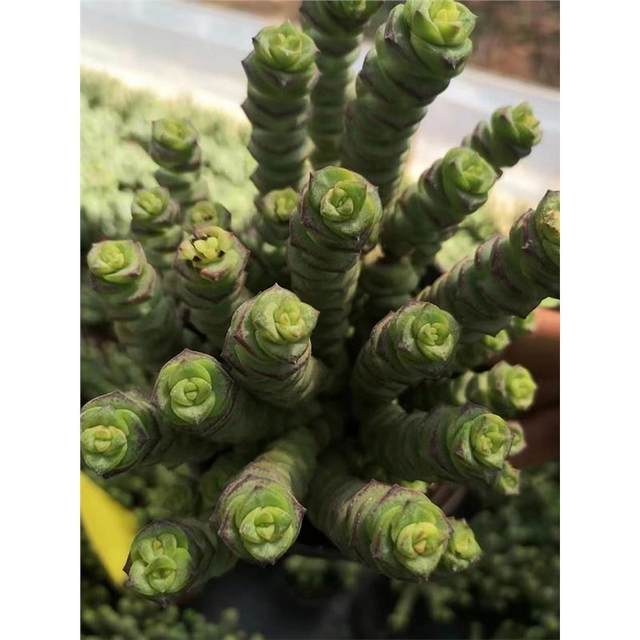 Colorful money string succulent large pot succulent plant money string ...