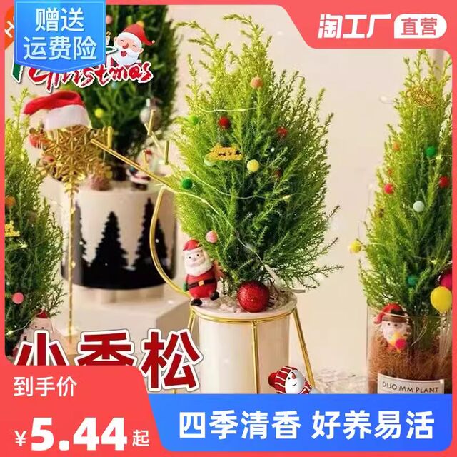 Small fragrant pine potted incense Christmas tree four-season green ...