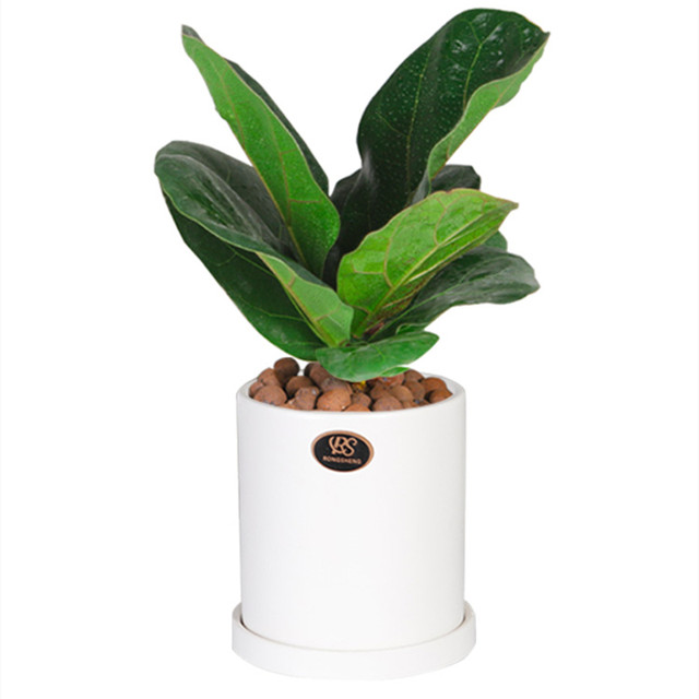 Nordic style ins piano leaf fig small potted indoor shade-tolerant ...