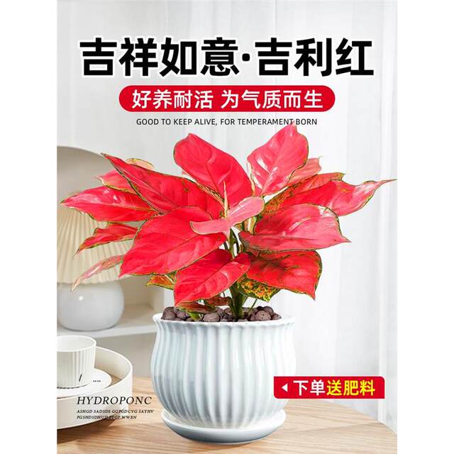 Geely Red Potted Ruyi Queen Flower Hydroponic Ten Thousand Years Red ...