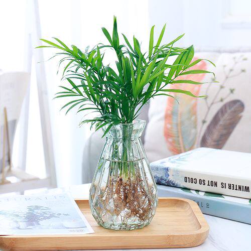 Pocket coconut potted rich coconut green potted lazy plant flower ...