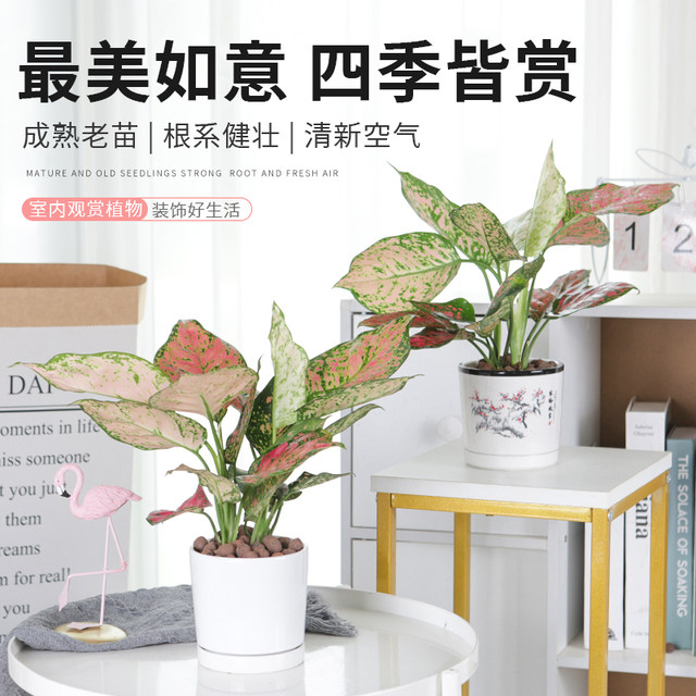 Ruyi Queen flower potted auspicious red ten thousand years red fire ...
