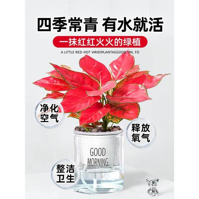 Geely Red Potted Ruyi Queen Flower Hydroponic Ten Thousand Years Red ...