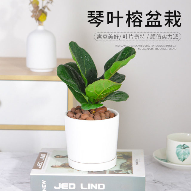 Nordic style ins piano leaf fig small potted indoor shade-tolerant ...