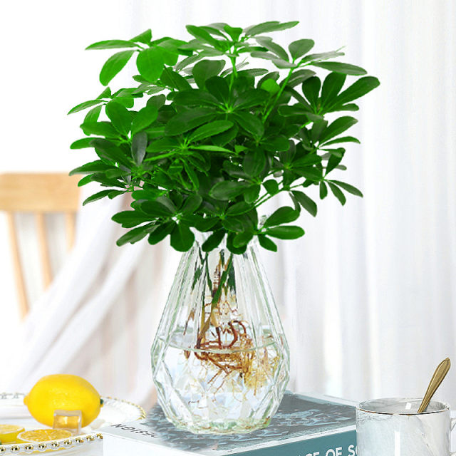 Aescin hydroponic potted lucky tree plant eight directions to make ...