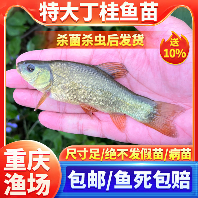 Ding Gui fish fry freshwater aquaculture cold water European fish ...