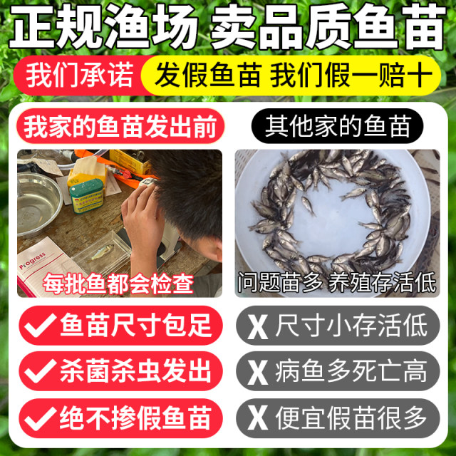 Ding Gui fish fry freshwater culture cold water European fish whiskers ...