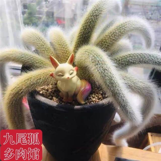 Flowering nine-tailed fox succulent white long soft-haired plant high ...