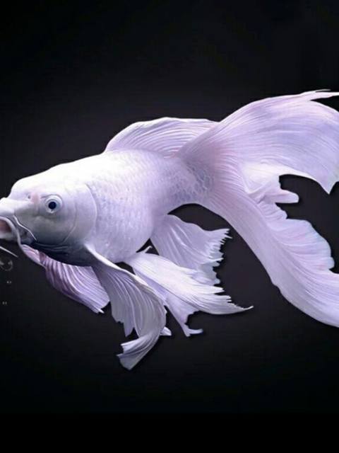 Taiwan butterfly carp ornamental fish seedlings ball -shaped koi black ...