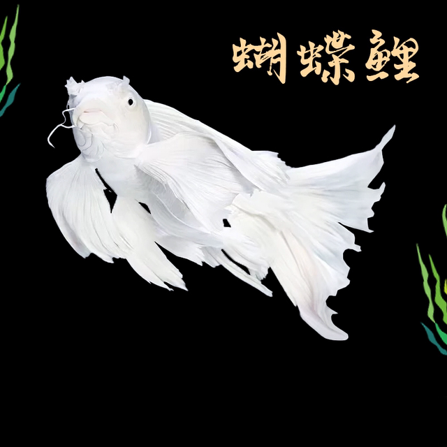 Taiwan butterfly carp sphere short body large fin long tail cold water ...