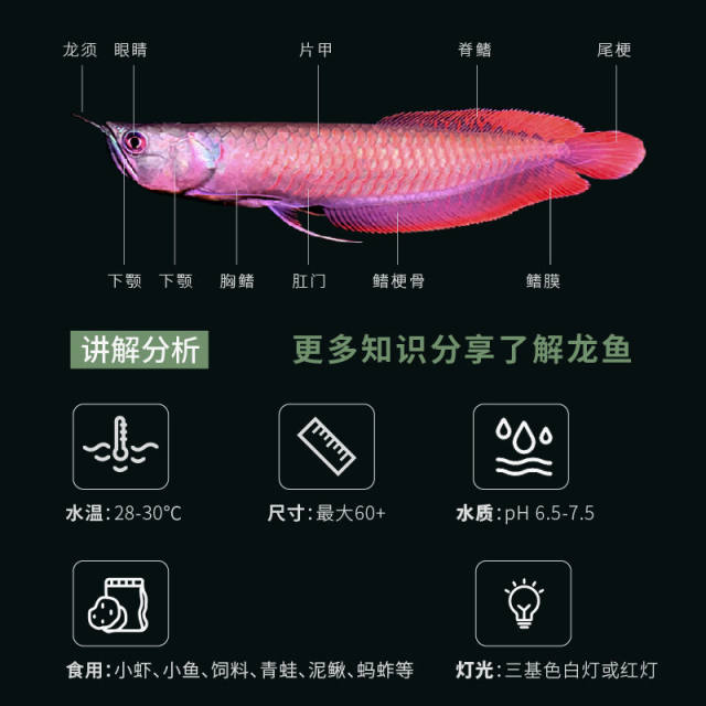 Colorful silver arowana live ornamental fish fry tropical freshwater ...