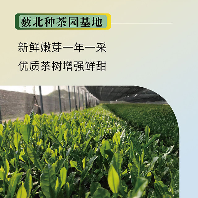 Qingxi Matcha Qinglan Wakatake Isuzu Matcha Powder Baked Coffee Ice ...