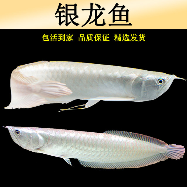 Colorful Silver Arowana Live Fry Tropical Ornamental Fish Freshwater ...